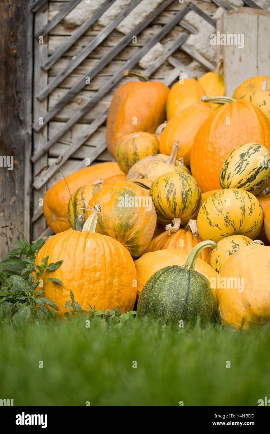 colorful mixed pumpkins at the grass Stock Photo - Alamy