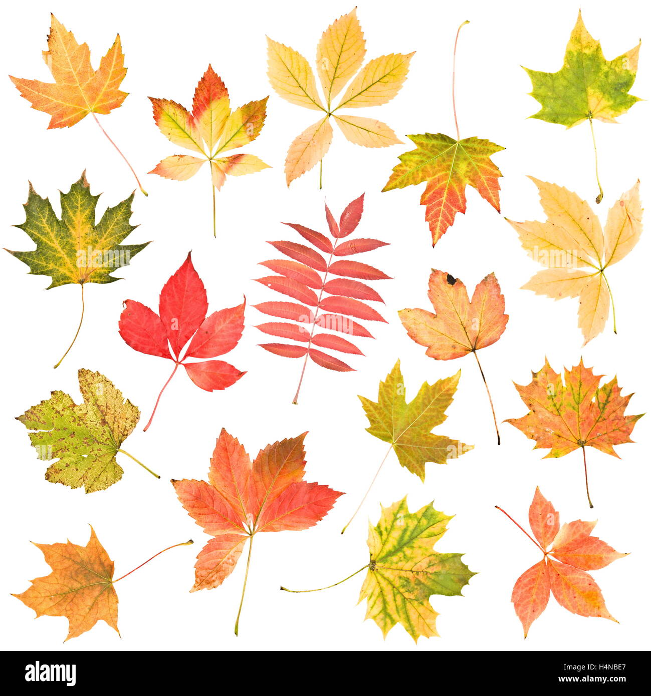 collection beautiful colorful autumn leaves isolated on white ...