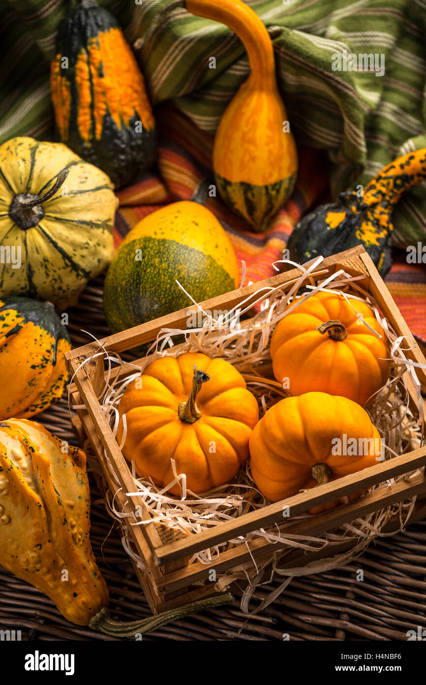 Halloween still life with pumpkins Stock Photo - Alamy