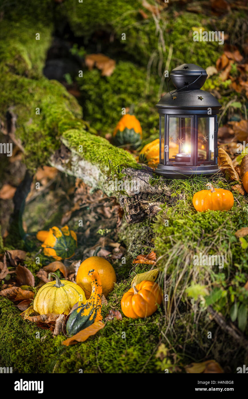 Halloween pumpkins in forest Stock Photo - Alamy