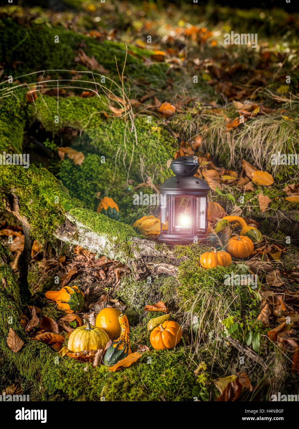 Ornamental pumpkins on leaves in forest Stock Photo - Alamy