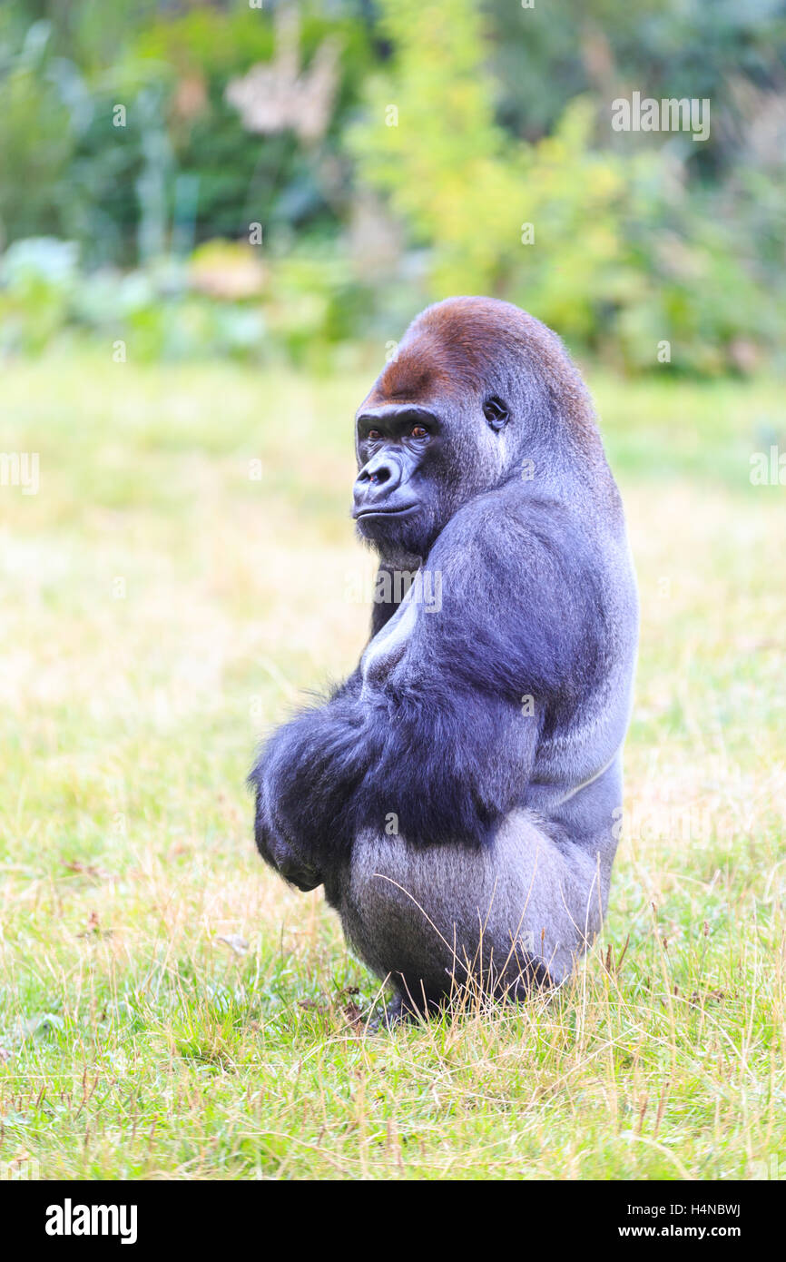 Kumbuka, 18-year old male Western Lowland Gorilla who attempted to ...