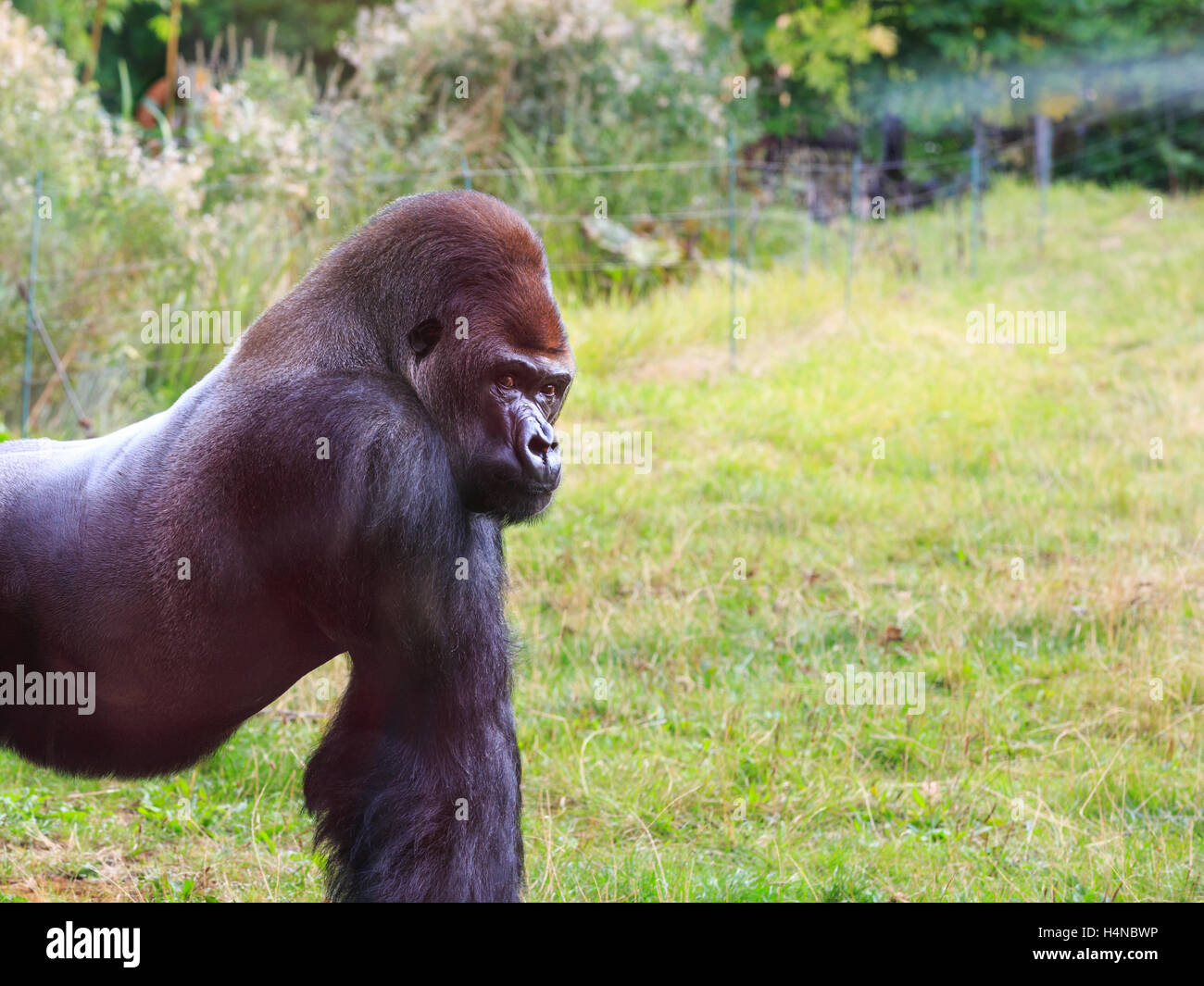 Kumbuka, 18-year old male Western Lowland Gorilla who attempted to ...