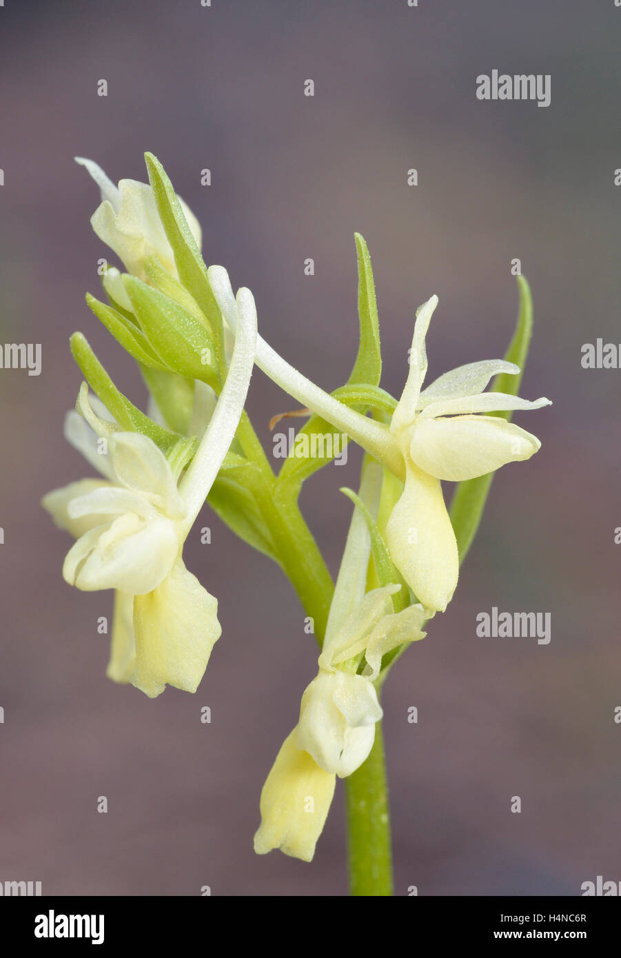 Roman Orchid - Dactylorhiza romana Closeup in Cyprus Pine Forest Stock ...