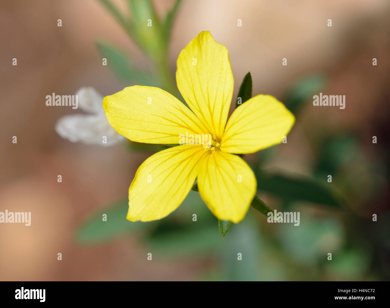 Linum nodiflorum Yellow Flax Flower from Cyprus Stock Photo - Alamy