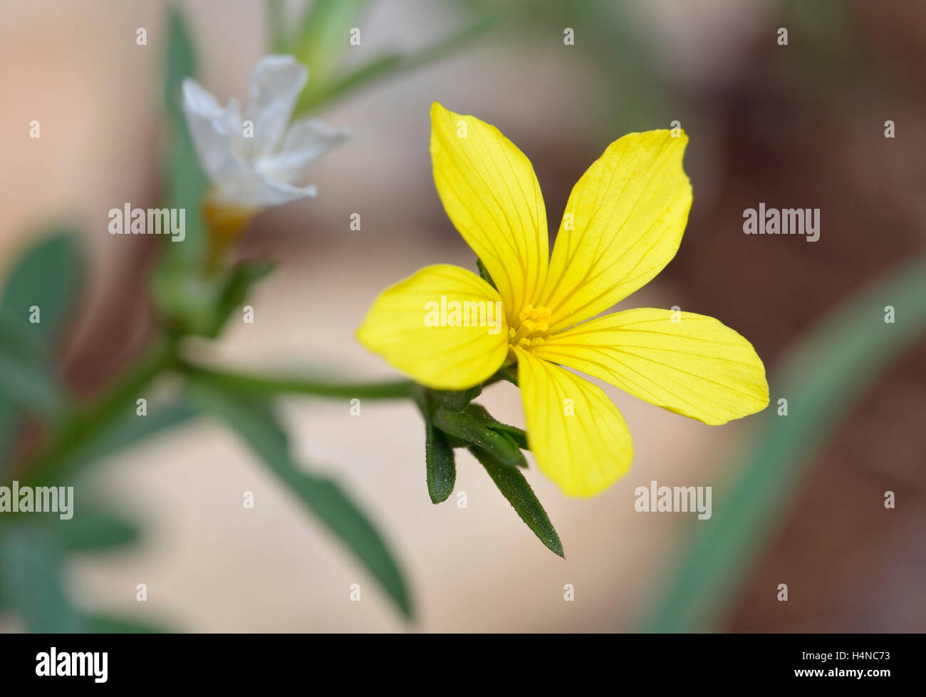 Linum nodiflorum Yellow Flax Flower from Cyprus Stock Photo - Alamy