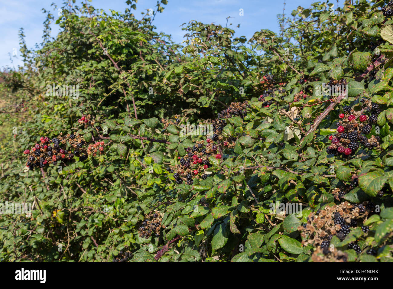 A plentiful crop of autumn hedgerow fruits on the SW Coast Path near ...