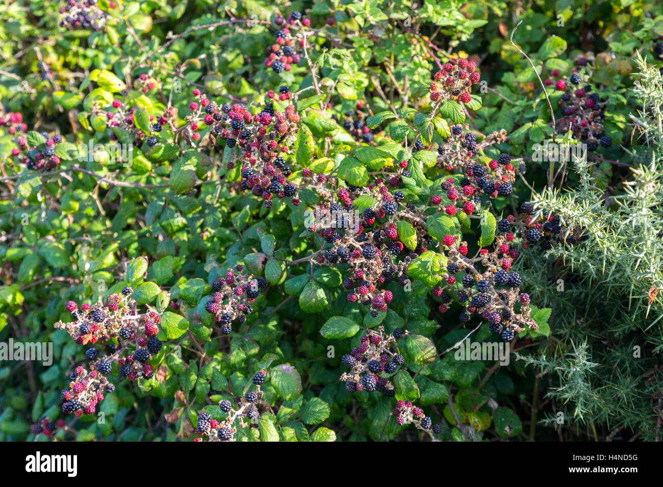 A plentiful crop of autumn hedgerow fruits on the SW Coast Path near ...