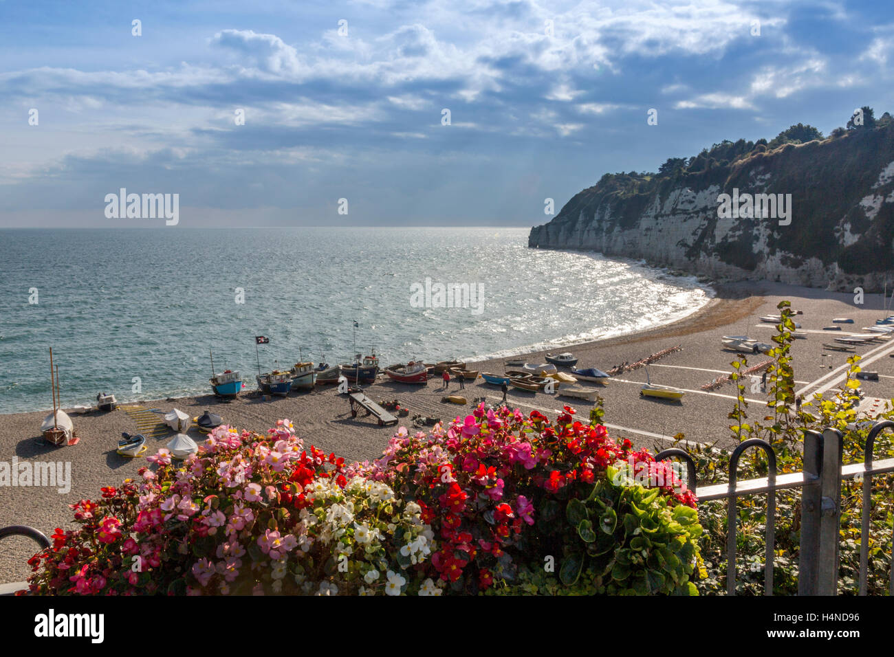 Colourful fishing boats hauled up on the pebble beach at Beer on the ...