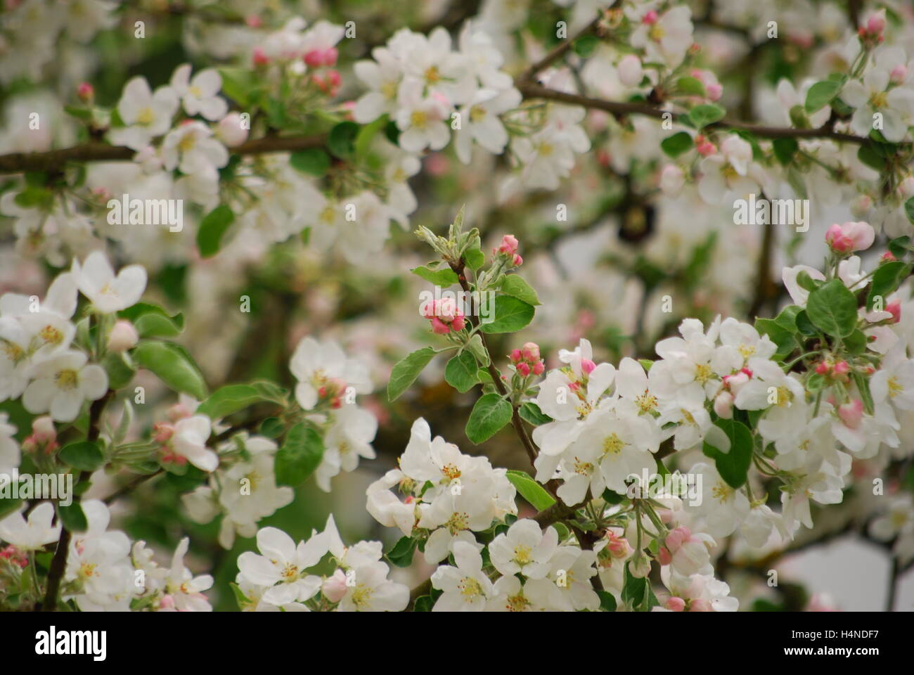 Apple tree in full blossom Stock Photo - Alamy