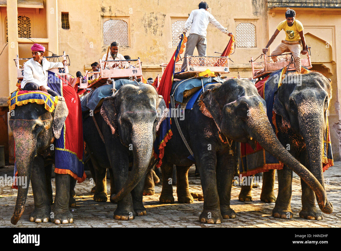 Mahout riding decorated Indian elephant at Amber fort,Jaipur,Rajasthan ...