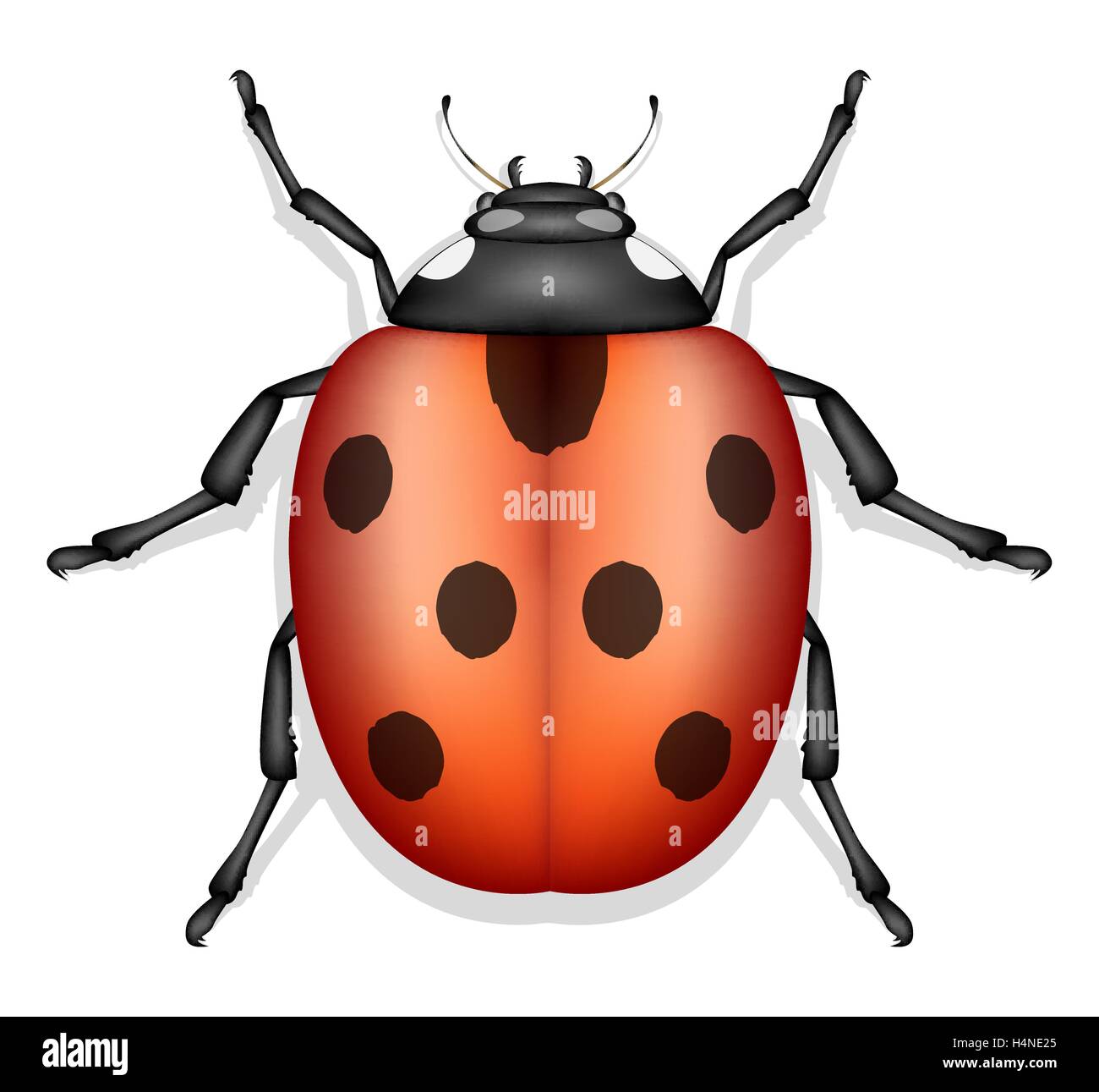 ladybug insect vector isolated Stock Vector Image & Art - Alamy