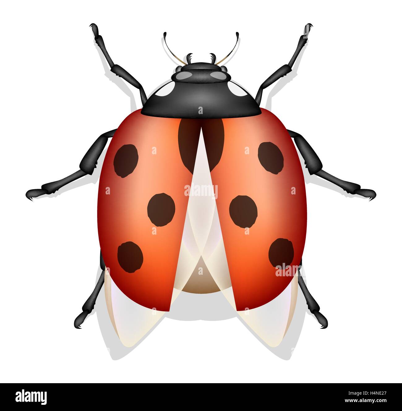 ladybug insect vector isolated Stock Vector Image & Art - Alamy