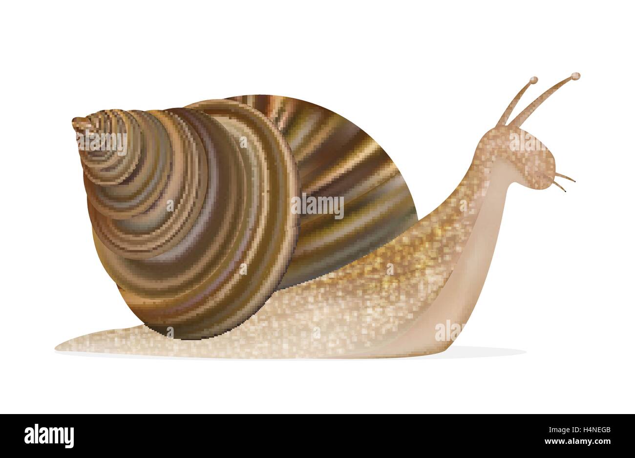 a snail vector Stock Vector Image & Art - Alamy