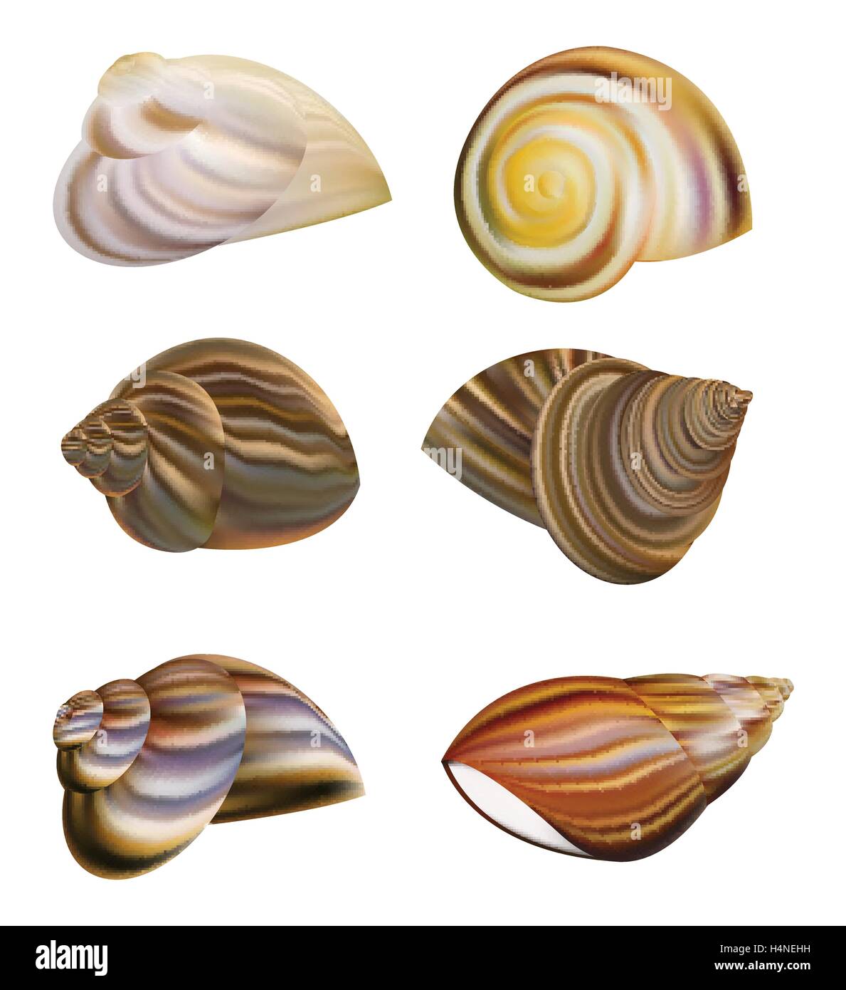 Snail's Shell vector Stock Vector Image & Art - Alamy