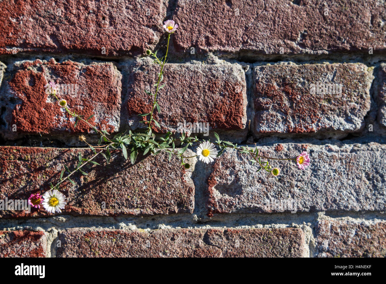 Daisies growing on a brick wall in downtown San Francisco, California ...