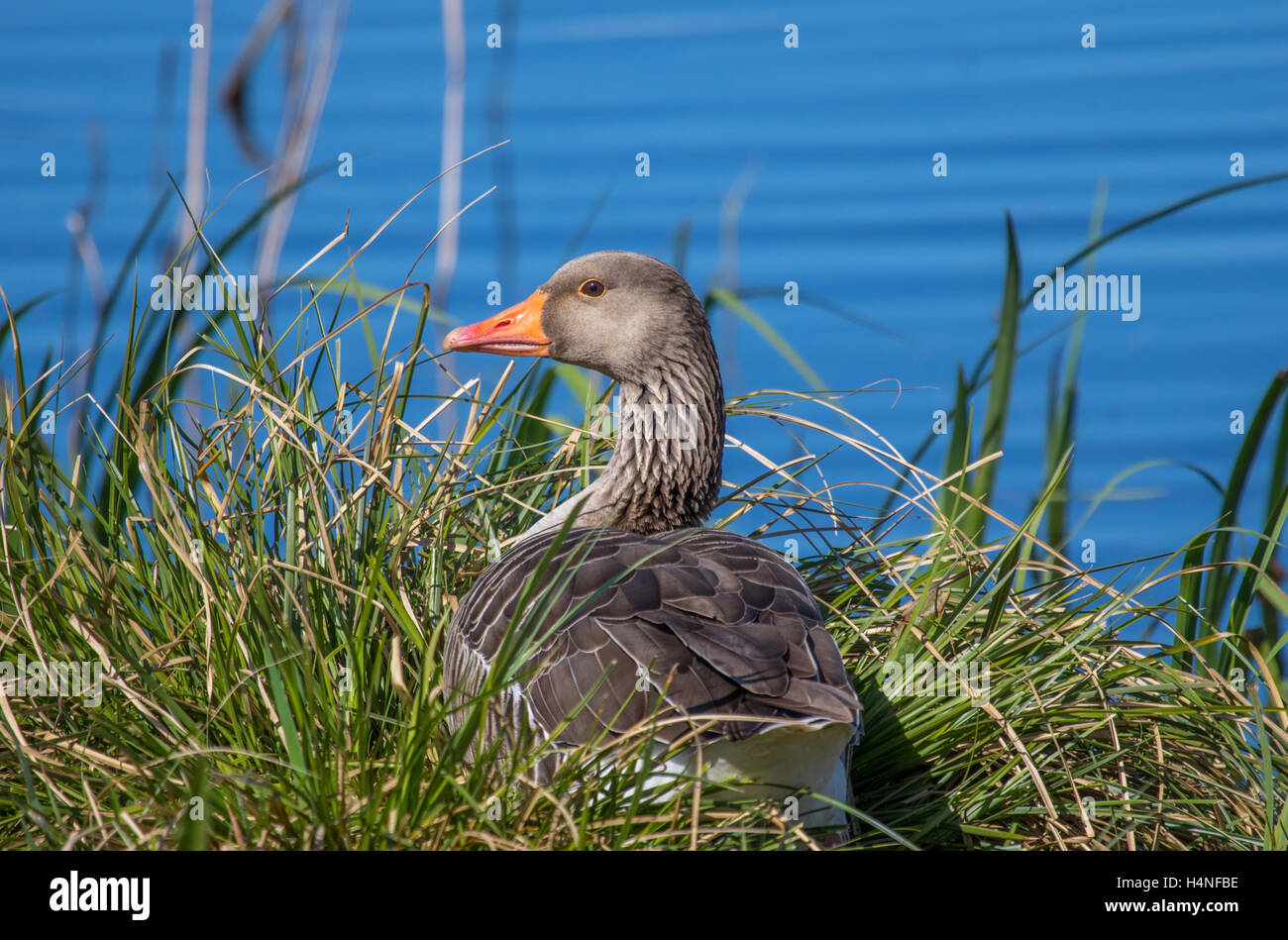 Brooding bird hi-res stock photography and images - Alamy