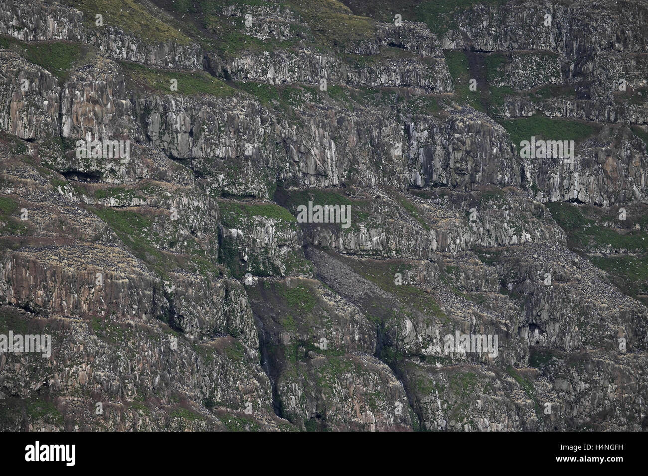 Detail of the cliffs of Hornbjarg showing nesting sea birds ...