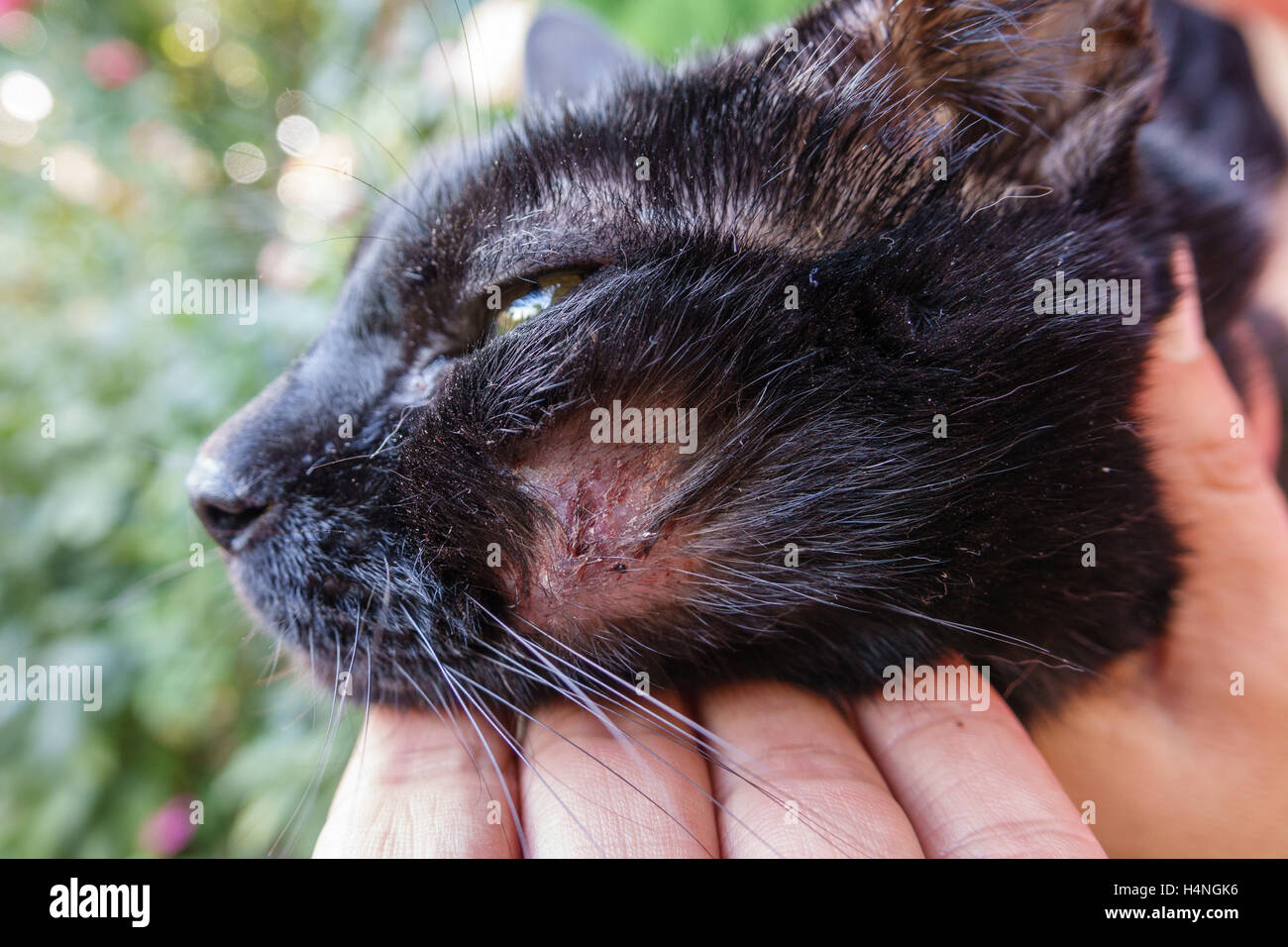 Hurt cat hi-res stock photography and images - Alamy