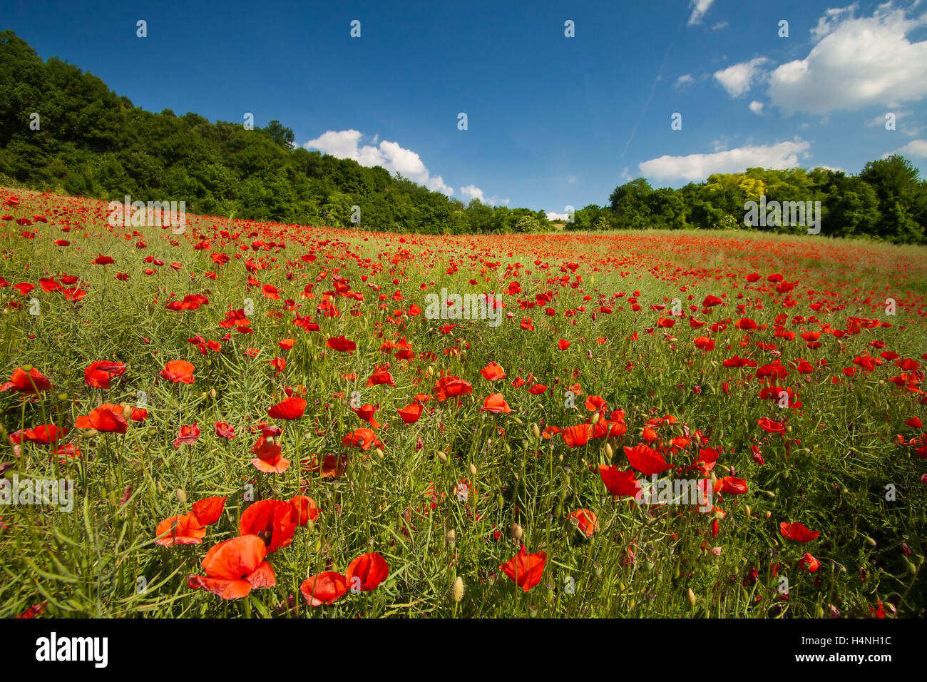 Colorful countryside with poppy field Stock Photo - Alamy