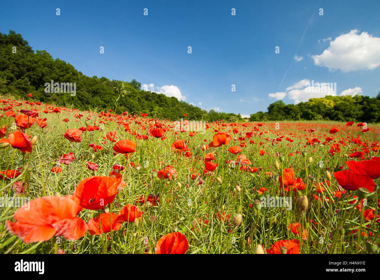 Colorful countryside with poppy field Stock Photo - Alamy