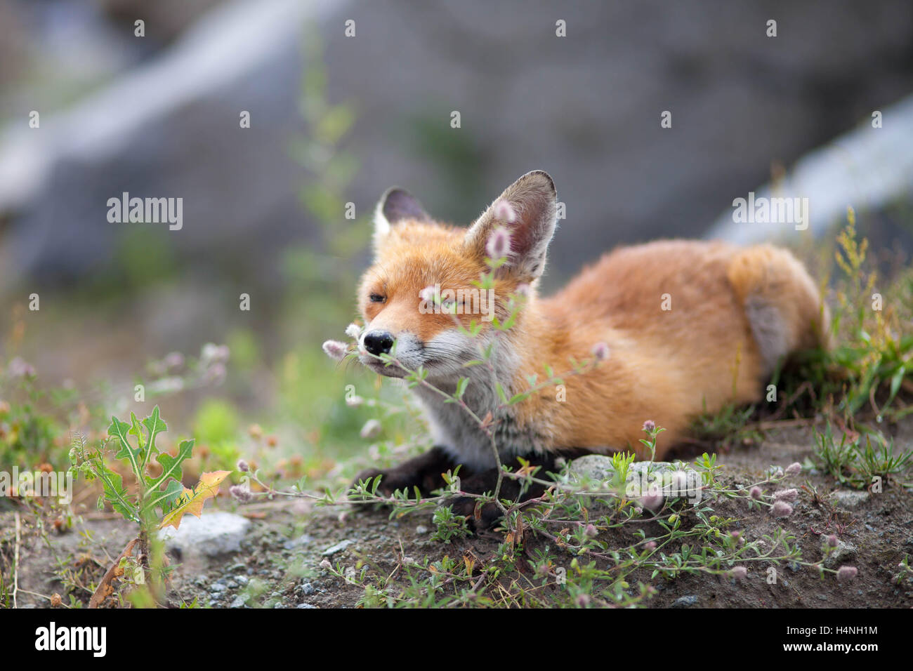 Fox nest hi-res stock photography and images - Alamy