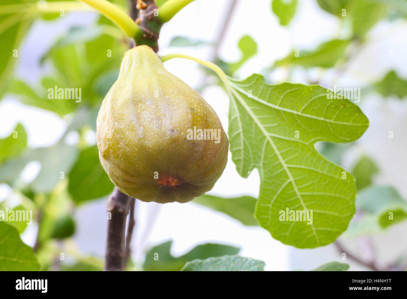 Figue tree leaf hi-res stock photography and images - Alamy
