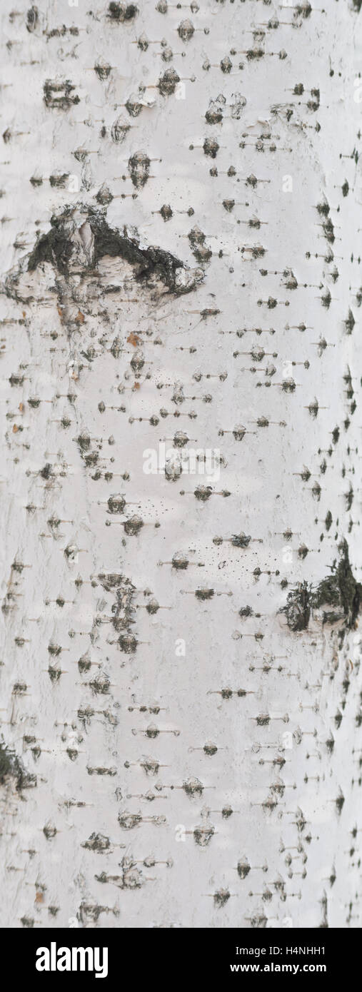 birch bark background Stock Photo - Alamy