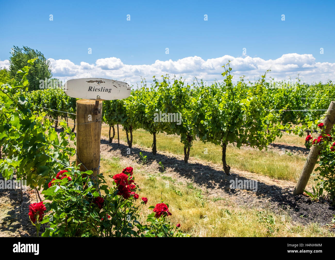 A Riesling sign with red roses below at the entrance to a vineyard in ...
