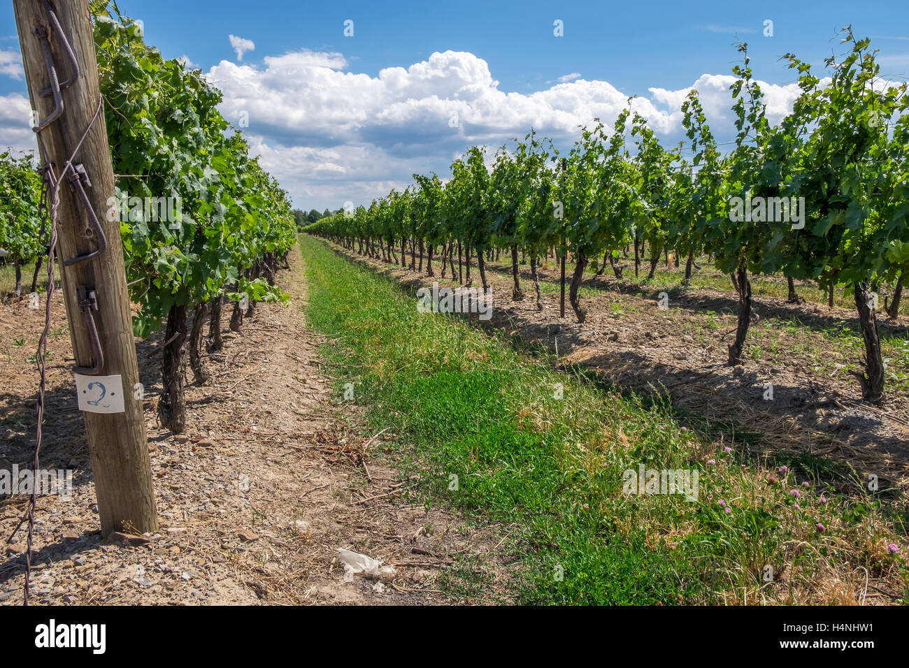 Rows of grape vines in the Niagara wine region Stock Photo - Alamy