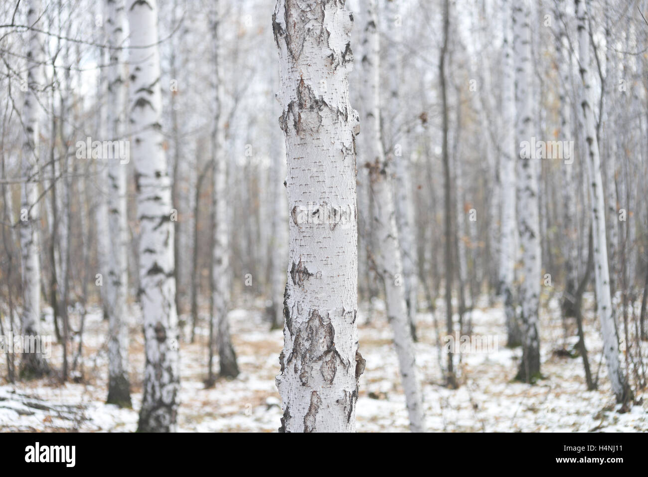 winter birch forest Stock Photo - Alamy
