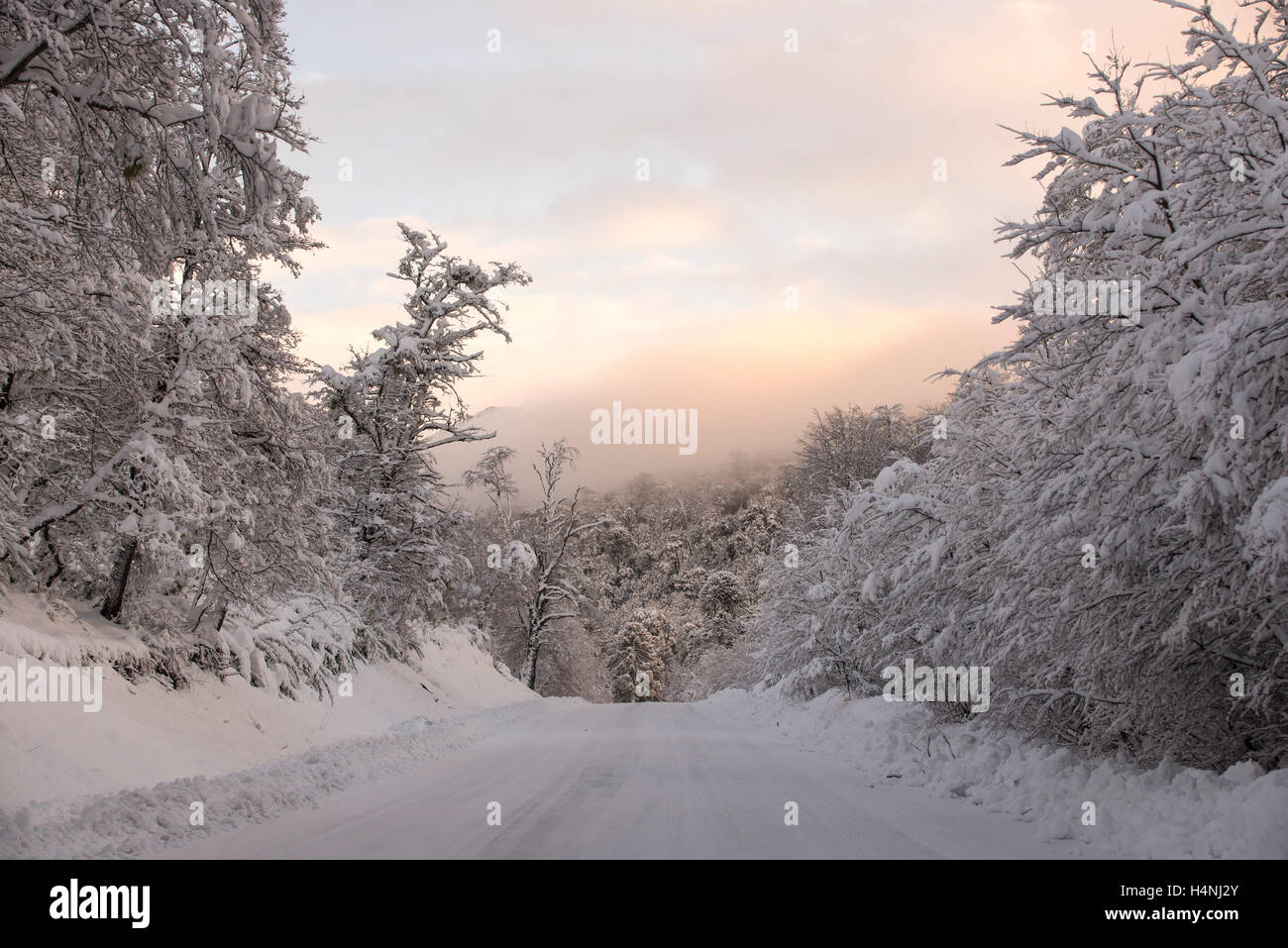 Bosques en Invierno, patagonia, Chile. Winter forest, Patagonia, Chile ...