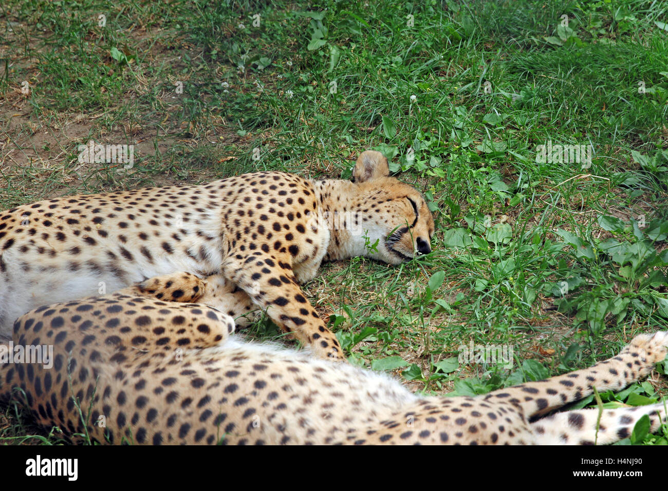 Female amur leopard hi-res stock photography and images - Alamy