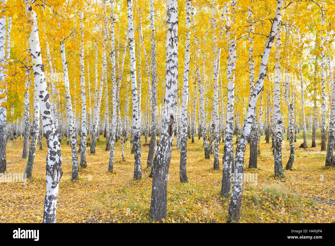 beautiful autumn forest Stock Photo - Alamy