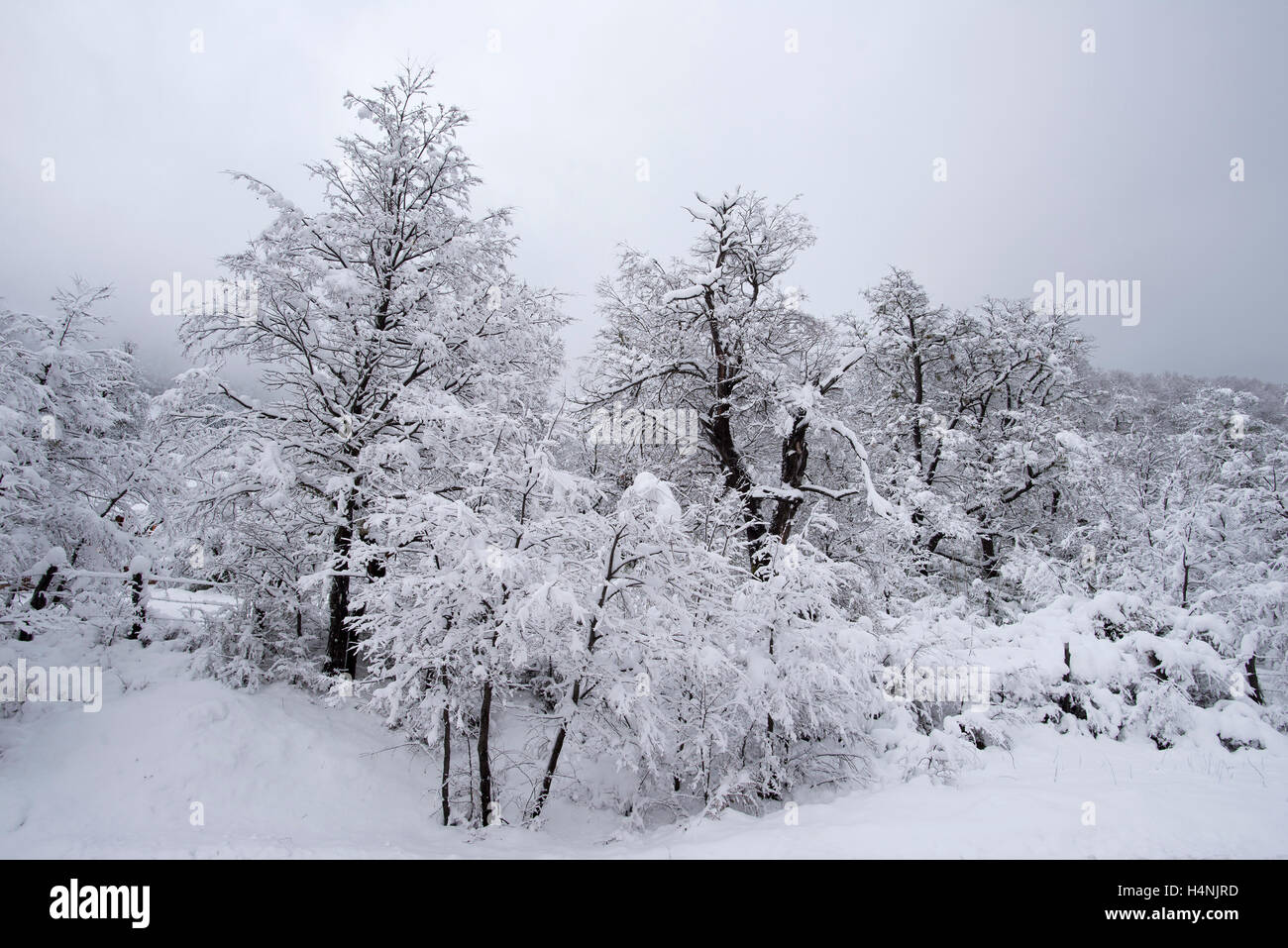 Bosques en Invierno, patagonia, Chile. Winter forest, Patagonia, Chile ...