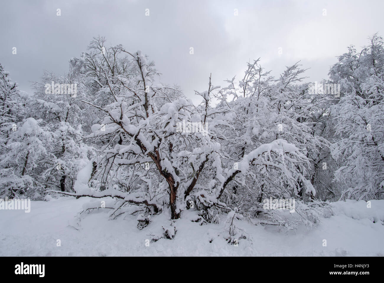 Bosques en Invierno, patagonia, Chile. Winter forest, Patagonia, Chile ...
