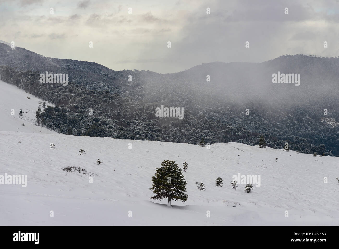 Bosques en Invierno, patagonia, Chile. Winter forest, Patagonia, Chile ...