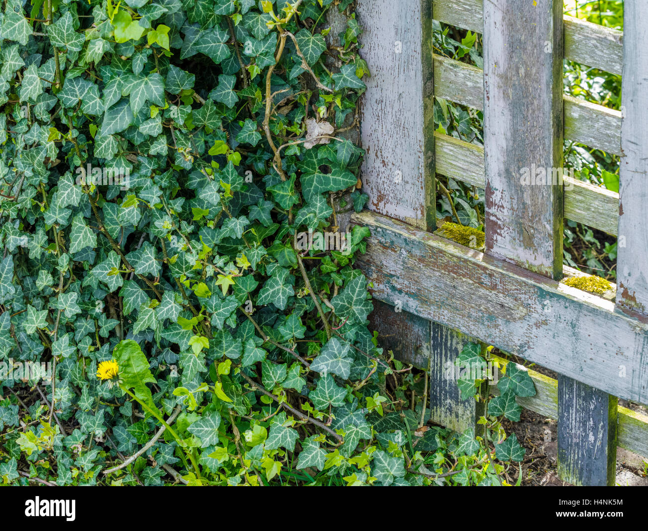 Fence and vines, Netherlands Stock Photo - Alamy