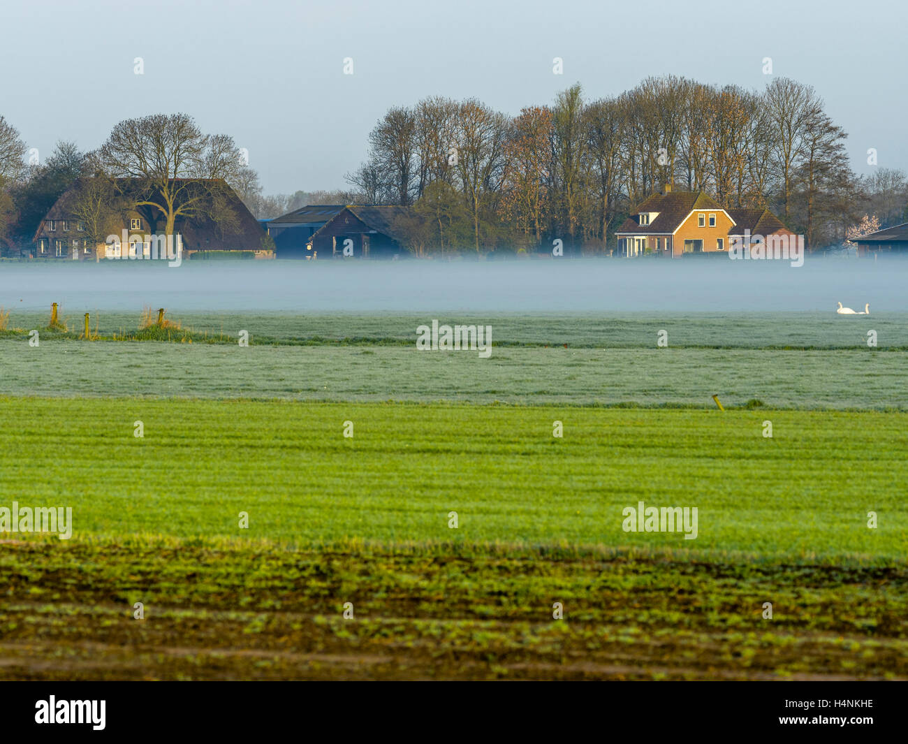 Farm and pasture, Netherlands Stock Photo - Alamy