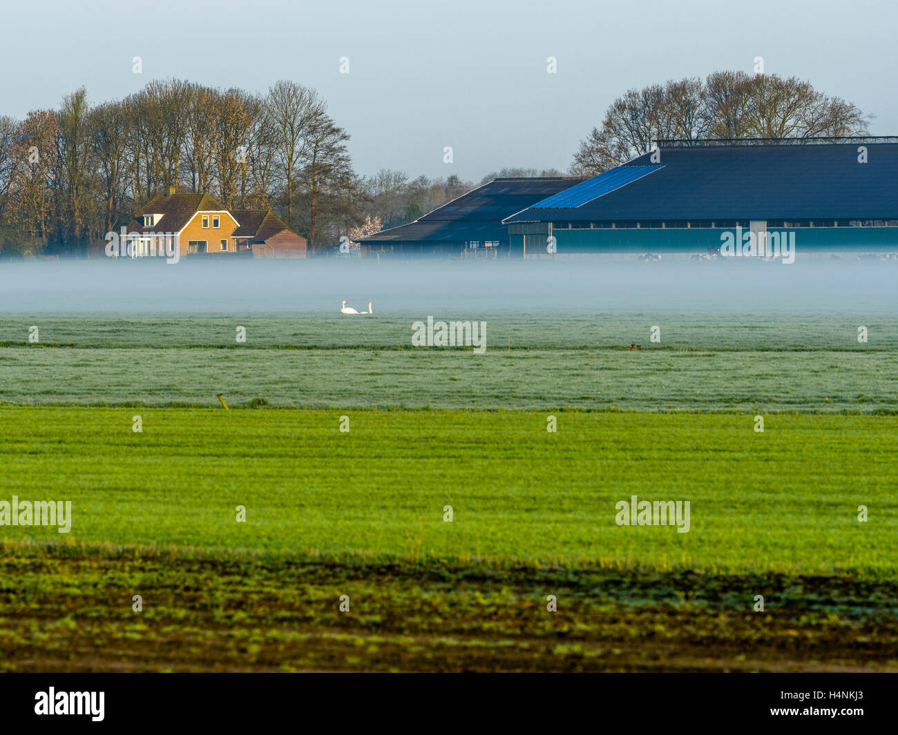 Farm and pasture, Netherlands Stock Photo - Alamy
