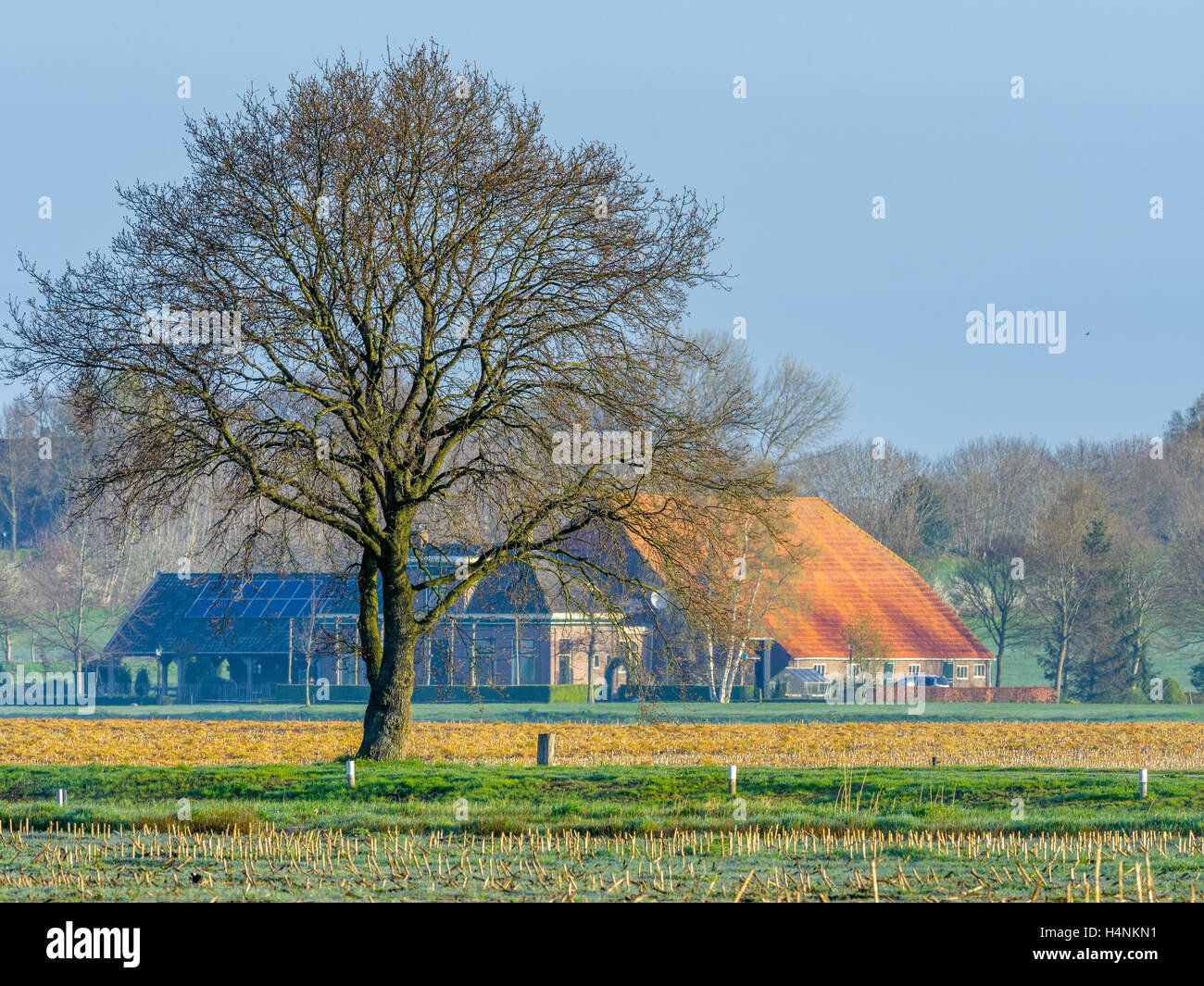 Farm and pasture, Netherlands Stock Photo - Alamy