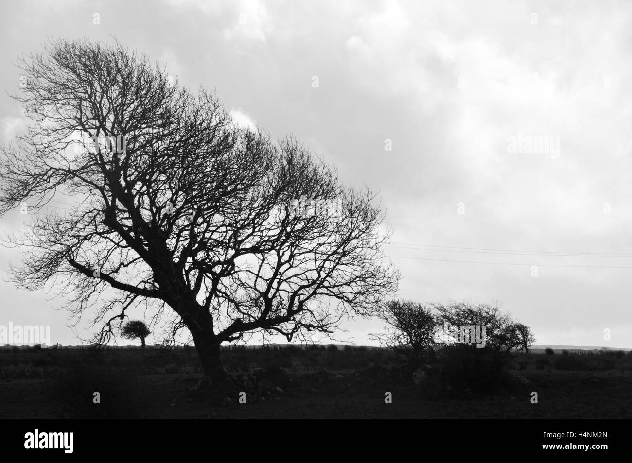 Burren tree Black and White Stock Photos & Images - Alamy