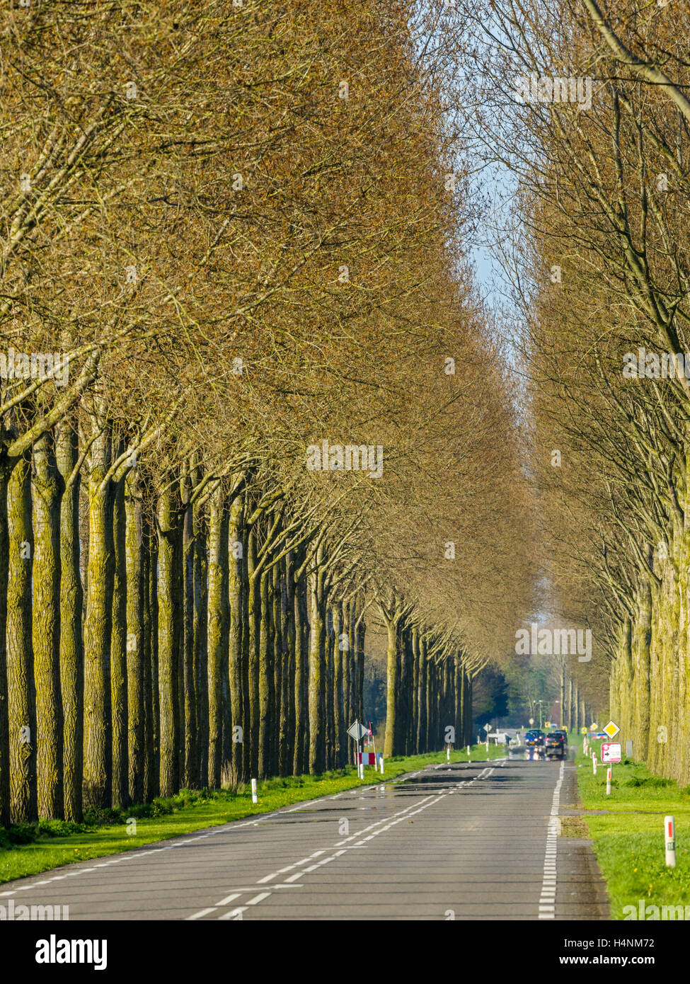 Tree lined road in Netherlands Stock Photo - Alamy