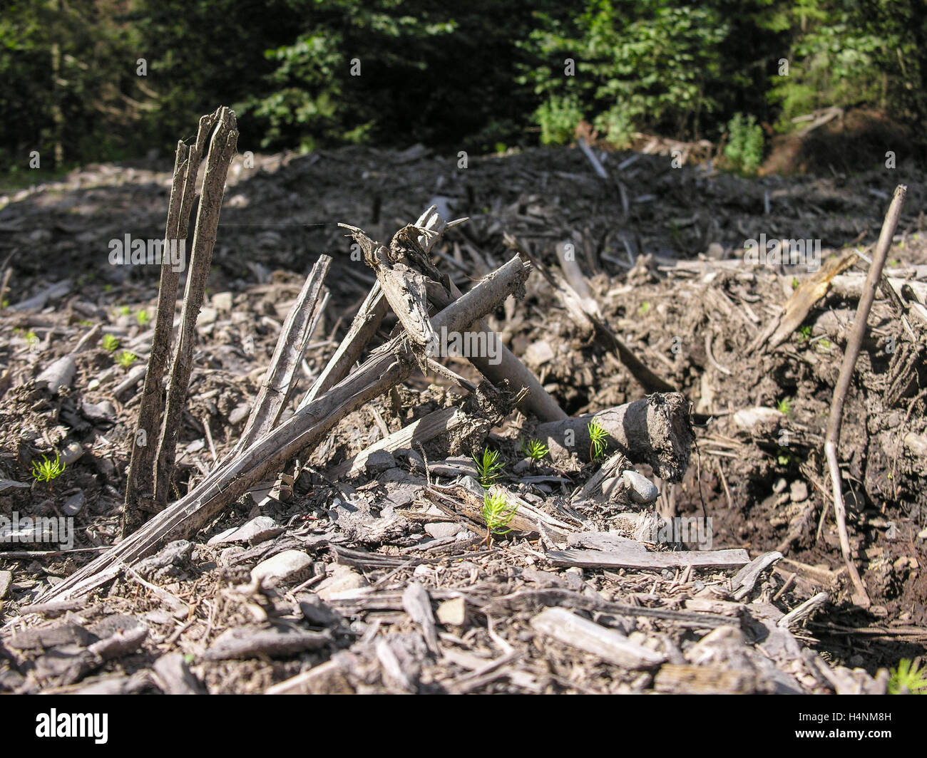 Slivers , twigs, bark residues mixed with the ground Stock Photo - Alamy