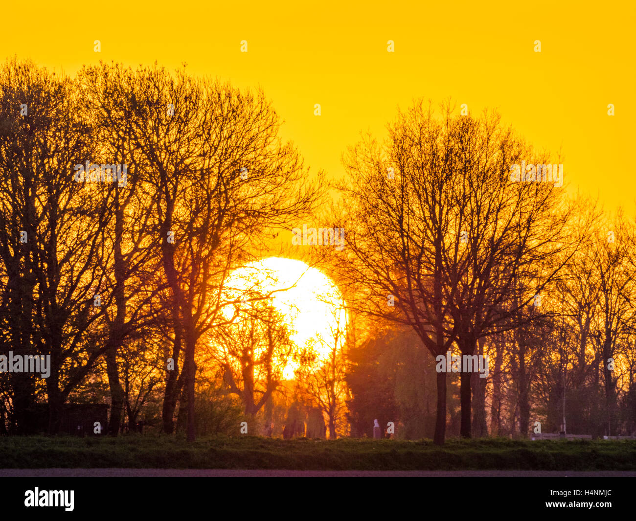 Farm and pasture, Netherlands Stock Photo - Alamy