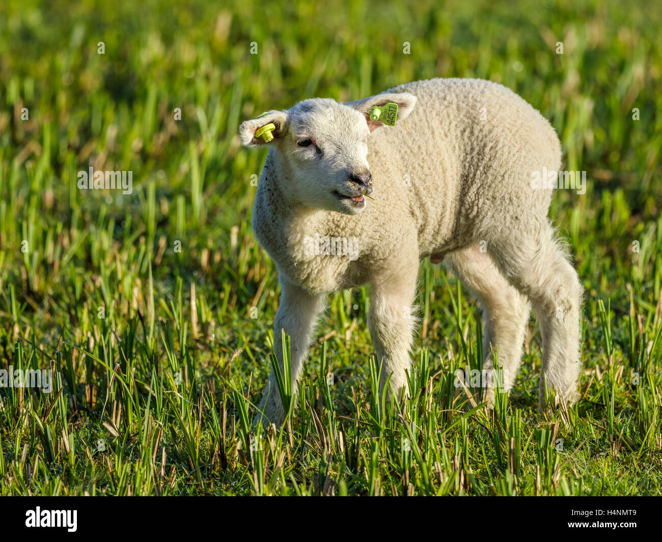 Sheep and pasture, Netherlands Stock Photo - Alamy