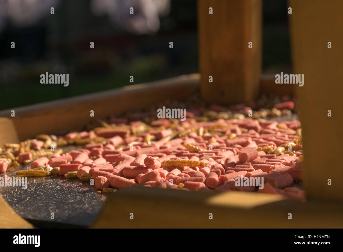 Bird feeder table hi-res stock photography and images - Alamy