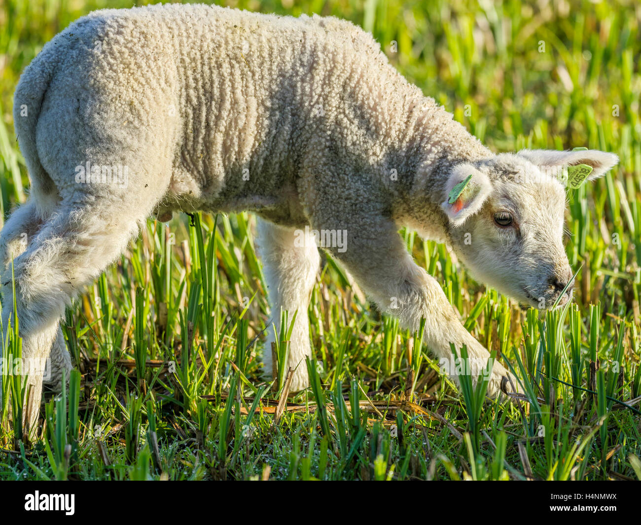Sheep and pasture, Netherlands Stock Photo - Alamy