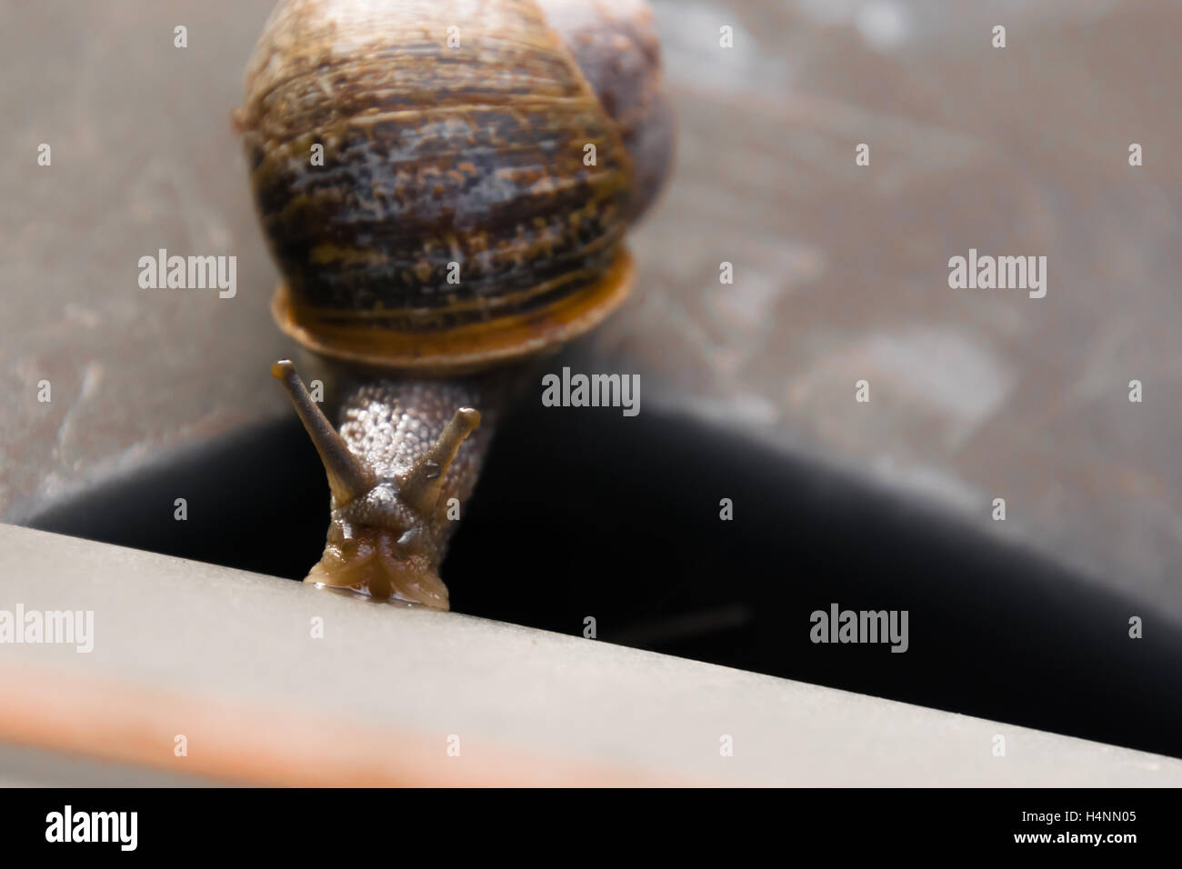 Snail in english garden Stock Photo - Alamy