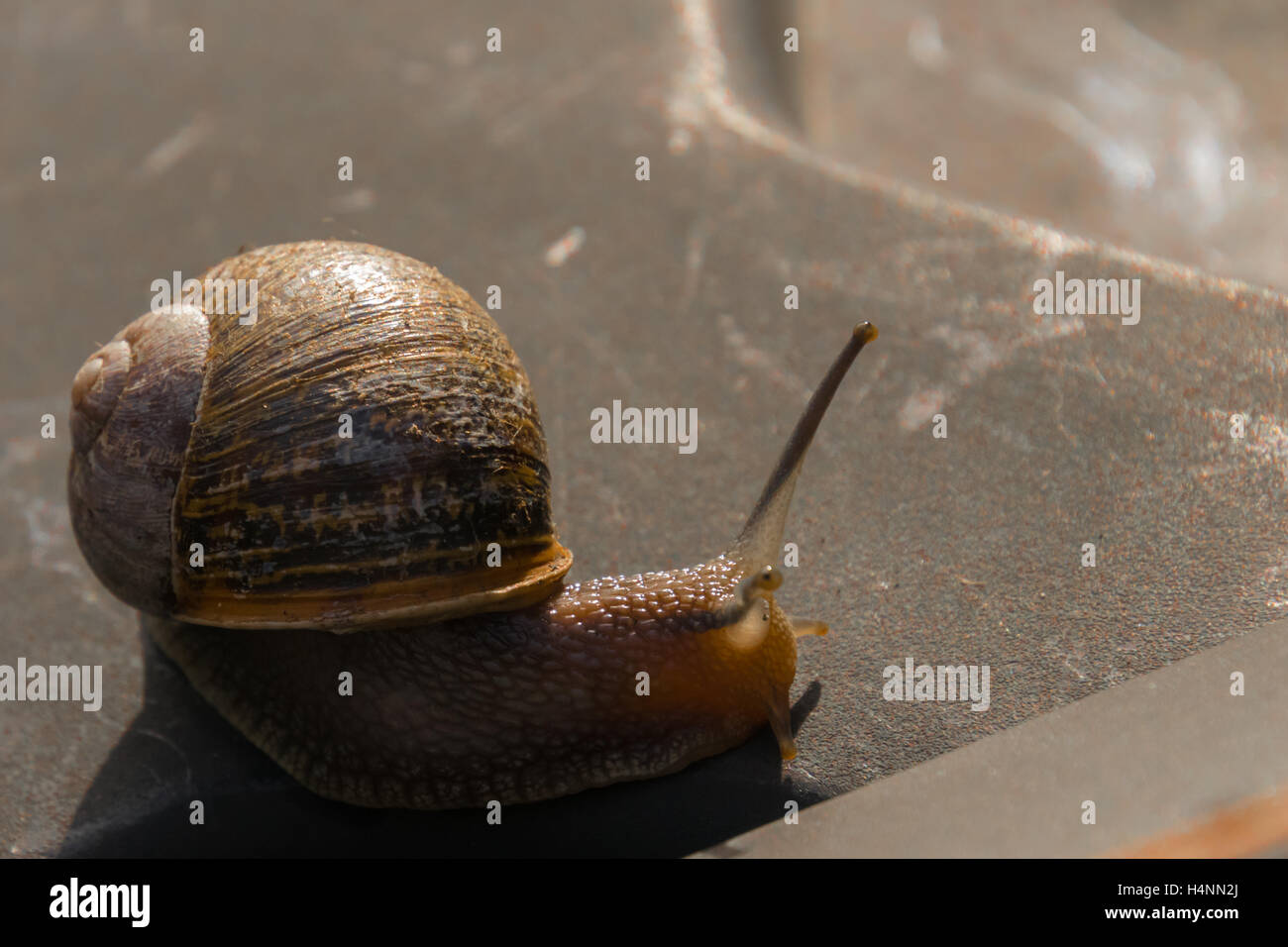 Snail in english garden Stock Photo - Alamy